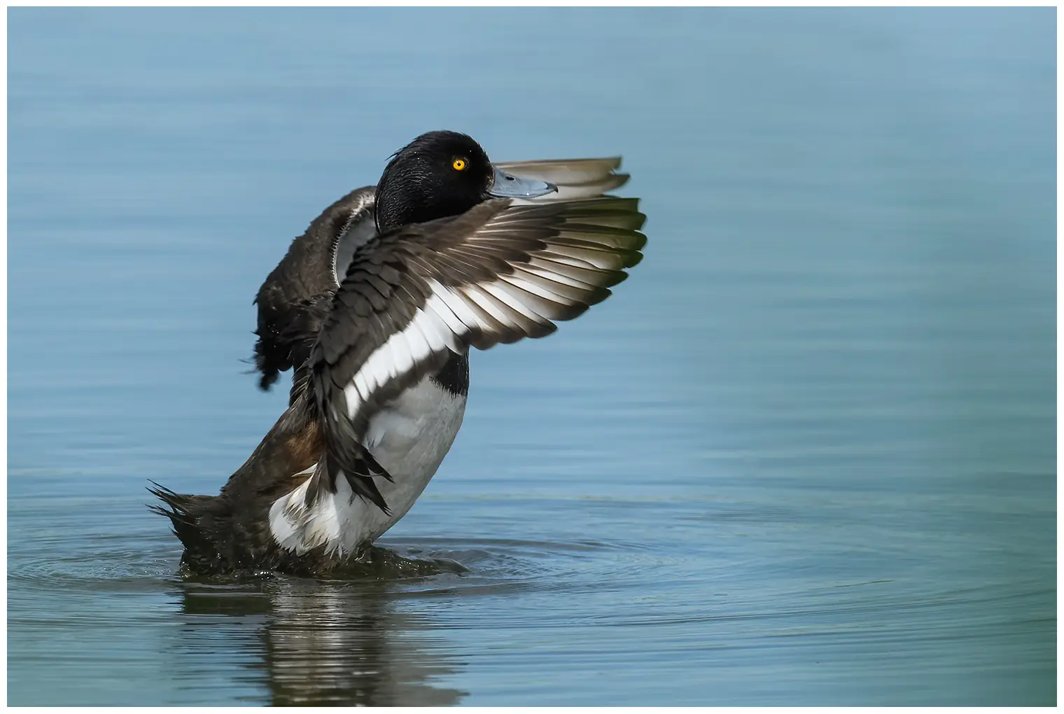 Vigg - Aythya fuligula - Naturphoto.se