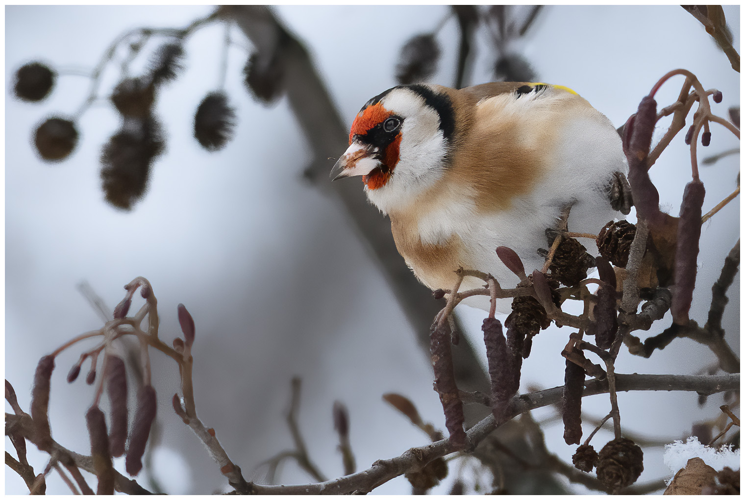 Steglits - (Carduelis carduelis) - Fågelbilder