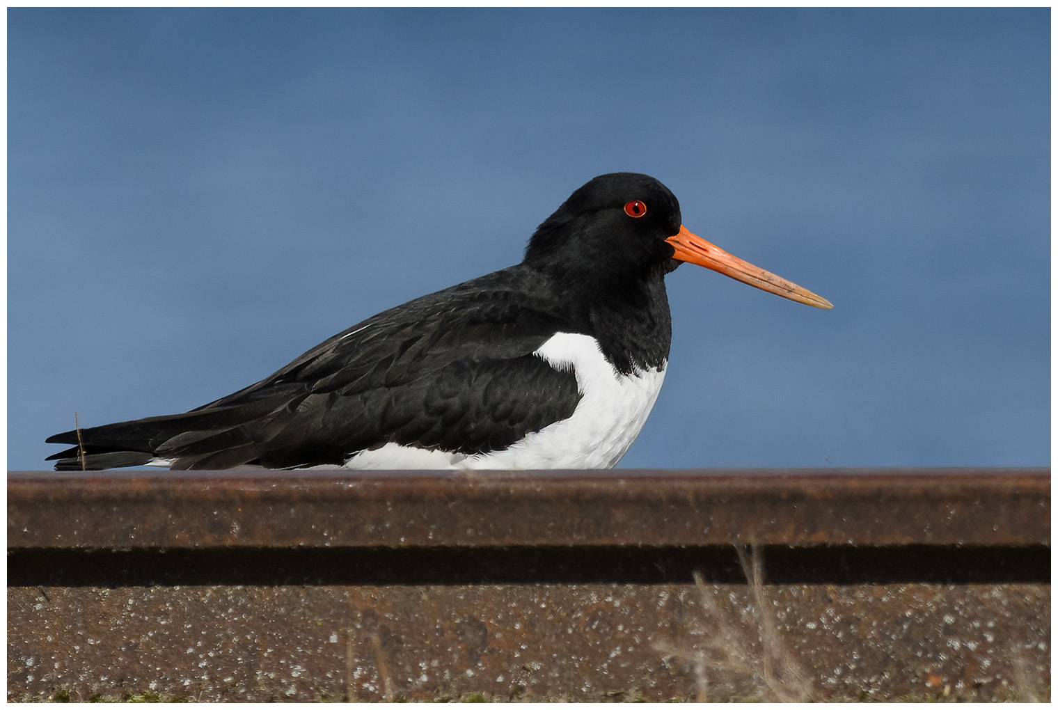 Strandskata - Haematopus ostralegus -Naturphoto.se