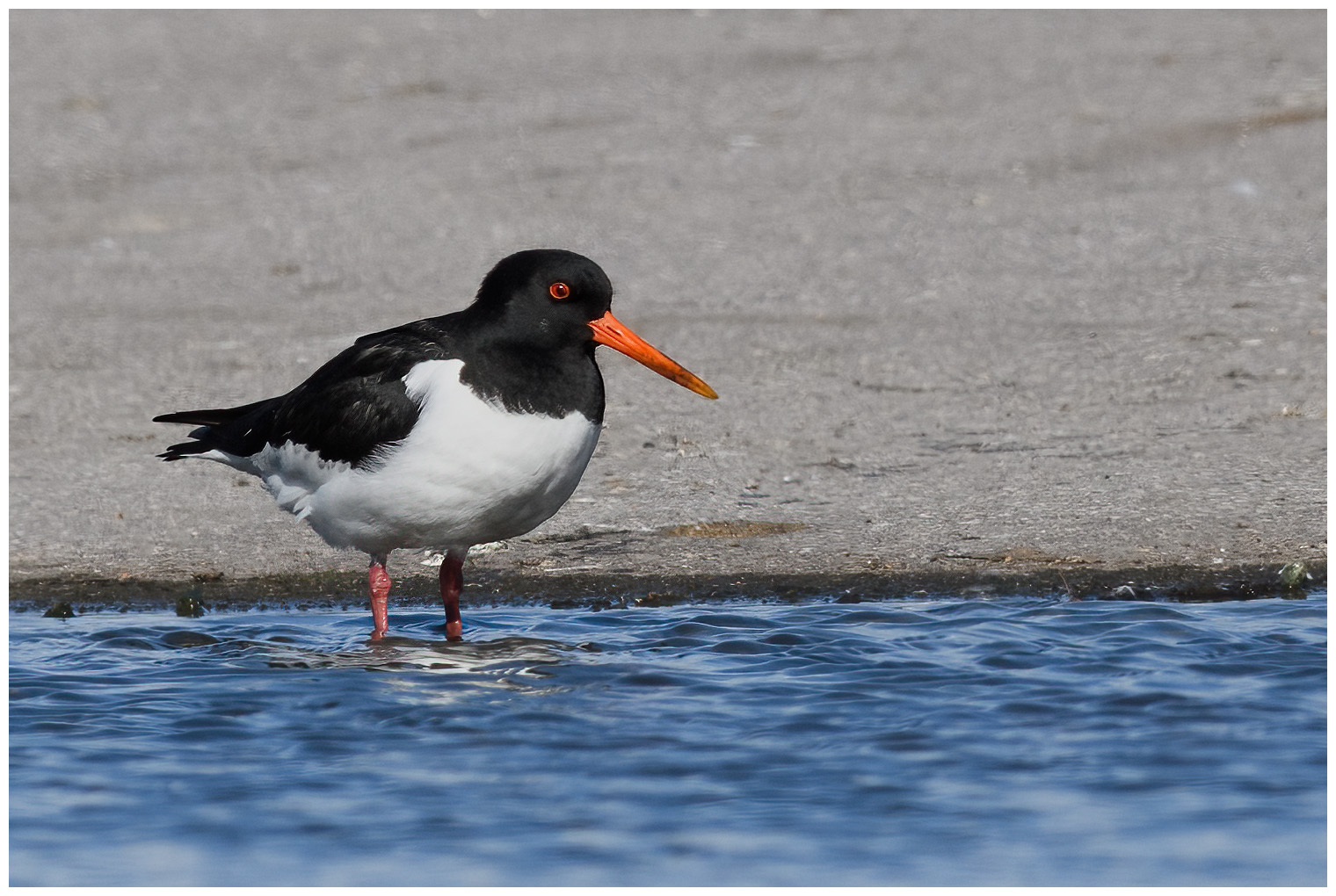 Strandskata - Haematopus ostralegus -Naturphoto.se