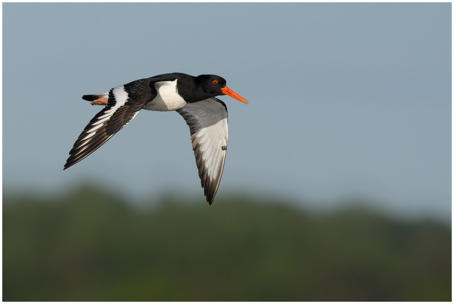 Strandskata - Haematopus ostralegus -Naturphoto.se